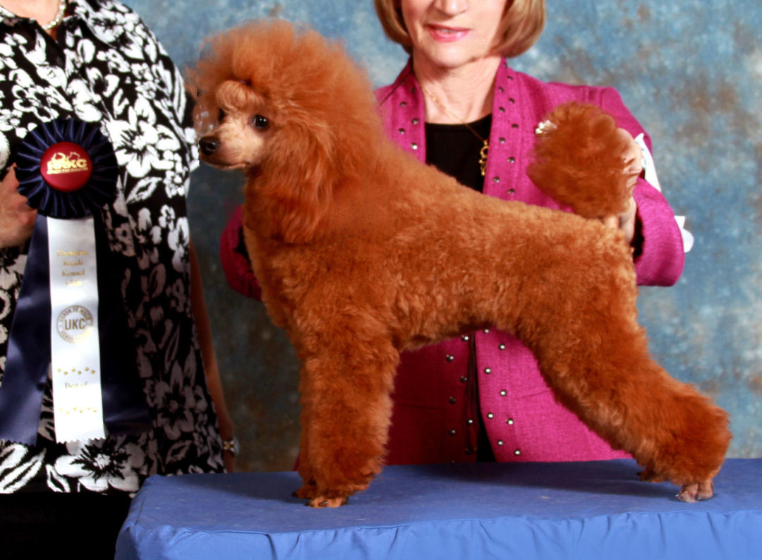 Poodle Info | United Poodle Association