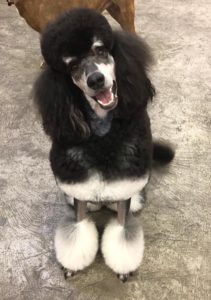 Poodle Coat Colors | United Poodle Association